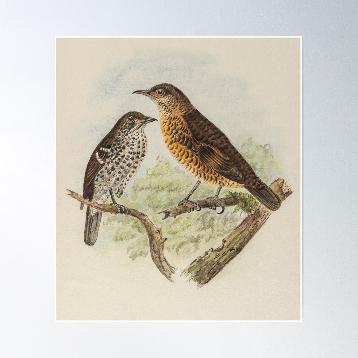 Ceylon Thrush And Spotted Thrush Poster Wall Art, Modern Wall Decor For ...