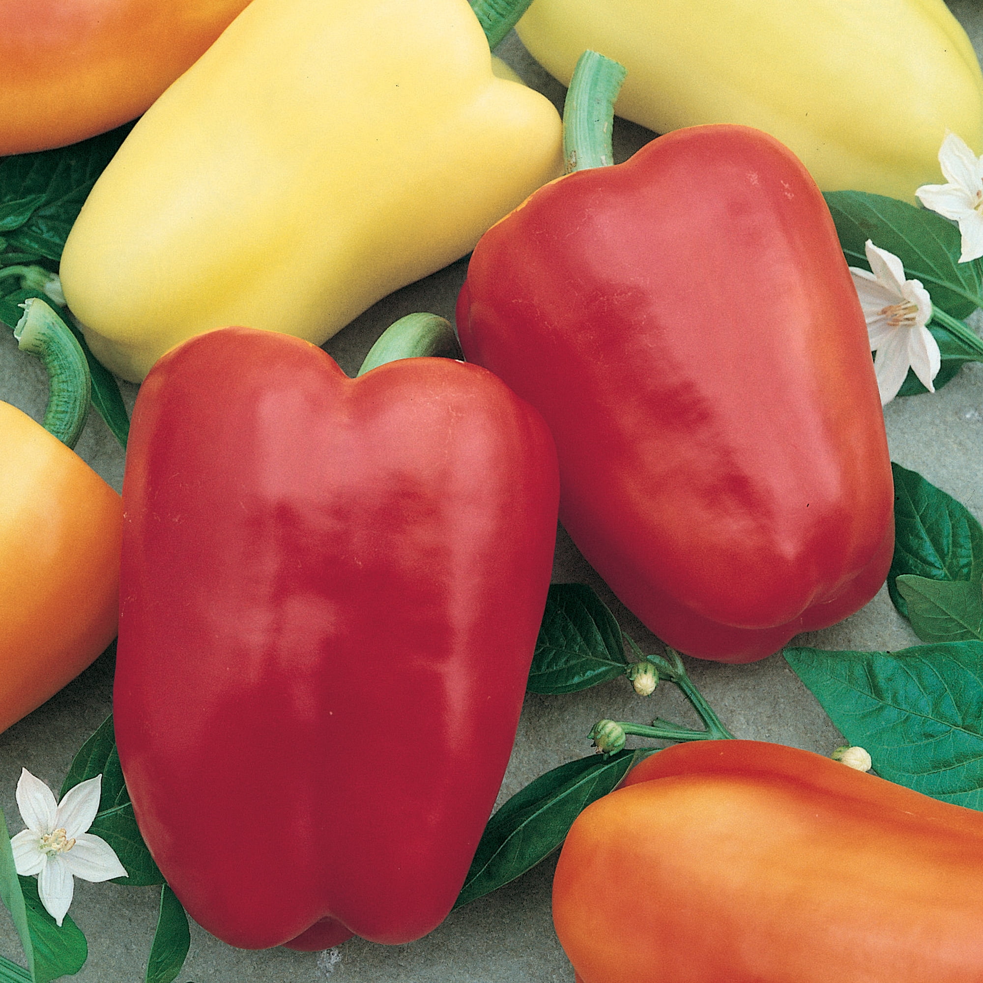 Chablis F1 Hybrid Sweet Pepper Seeds - 300 Mg Packet ~40 Seeds - Non ...