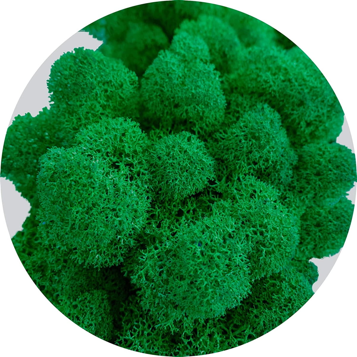 Chainplus Moss 3.5OZ Preserved Artificial Moss Natural Fresh Green ...