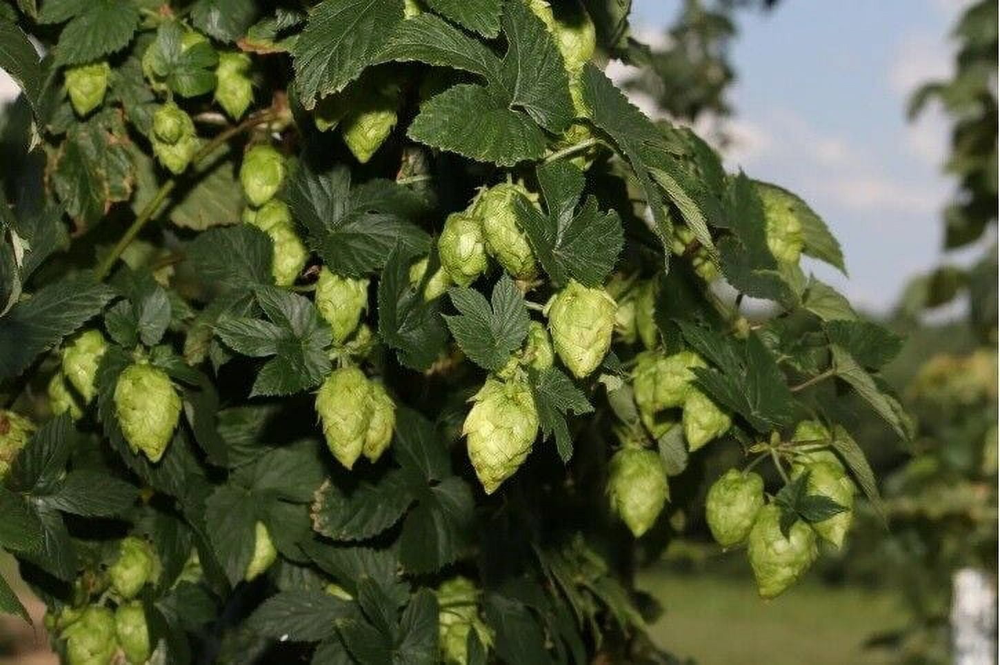 Challenger Hops Plants 4" Pots Live Growing Plants Beer Making Brewing ...