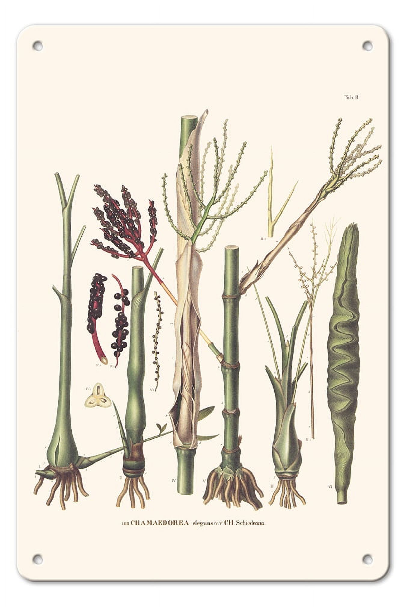Chamaedorea Elatior Palm Tree - Stem and Flowers - Vintage Botanical ...