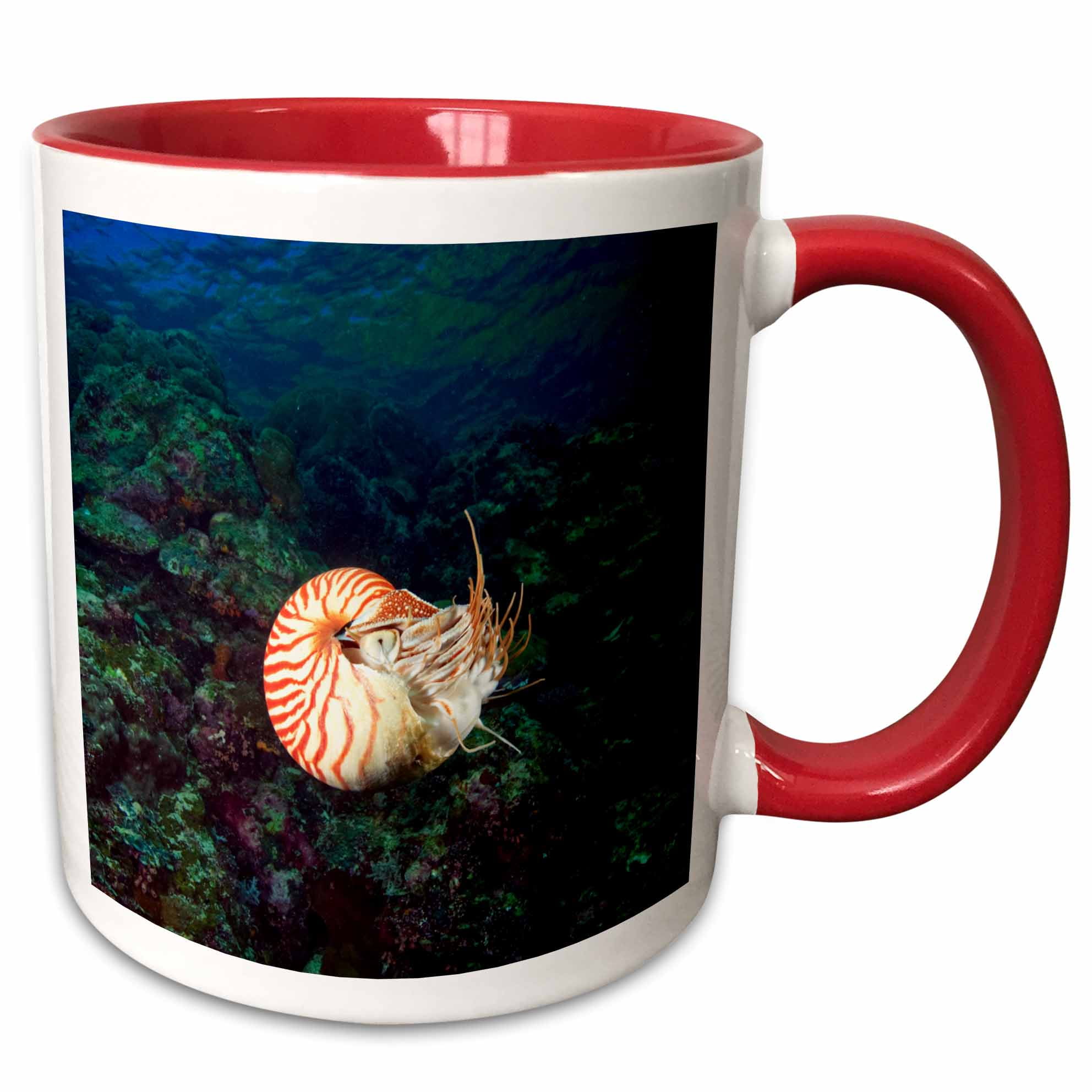 3drose, Chambered Nautilus Fish Gnemelis Dropoff Palau - Oc16 Sws0075 ...