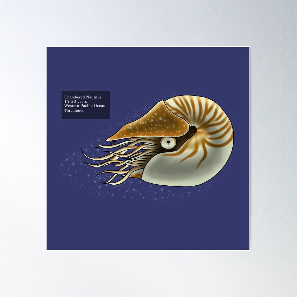 Chambered Nautilus Poster Wall Art, Modern Wall Decor For Living Room Bedroom, 24x24 UNFRAMED ...