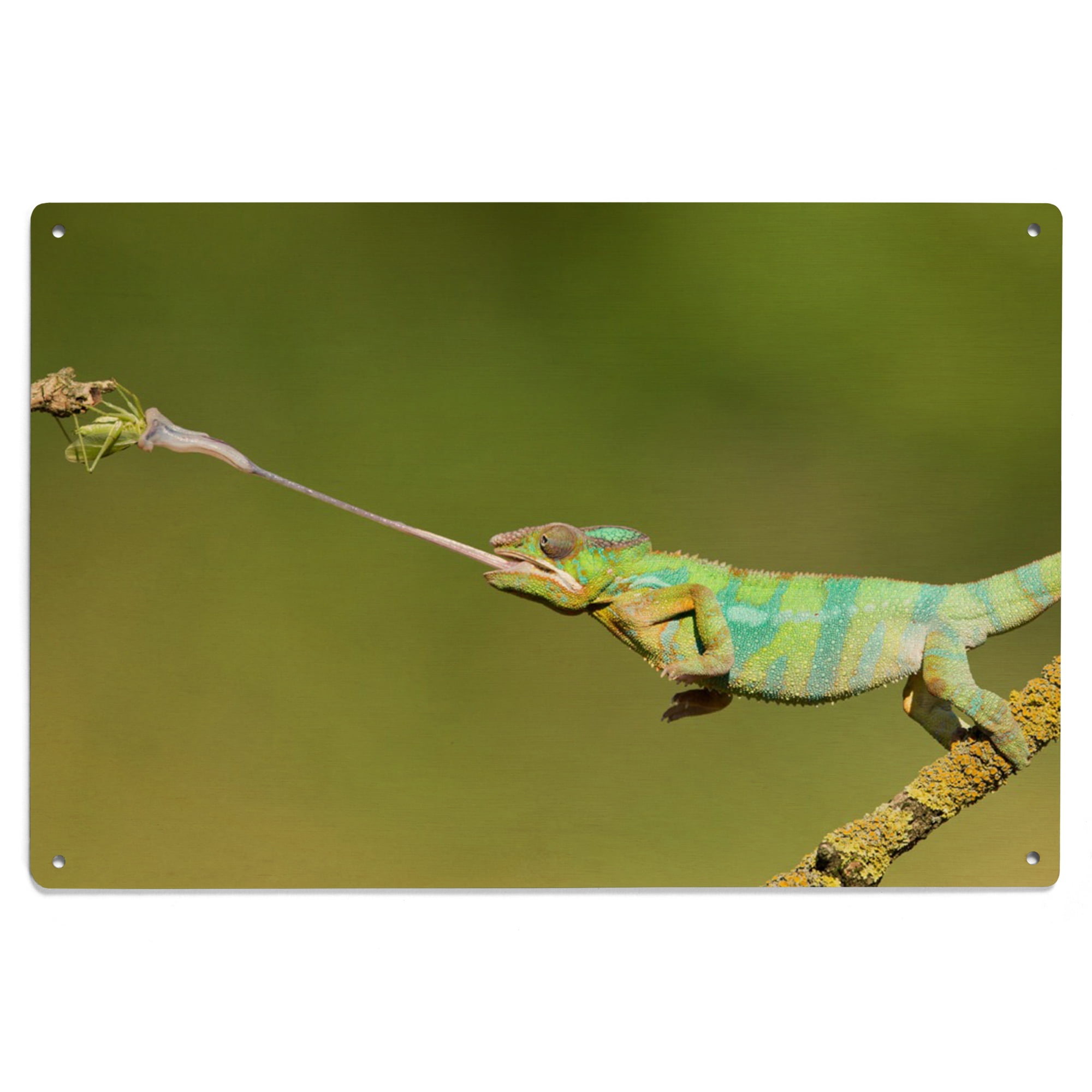 Chameleon Catching Grasshopper Birch Wood Wall Sign (6x9 Rustic Home ...