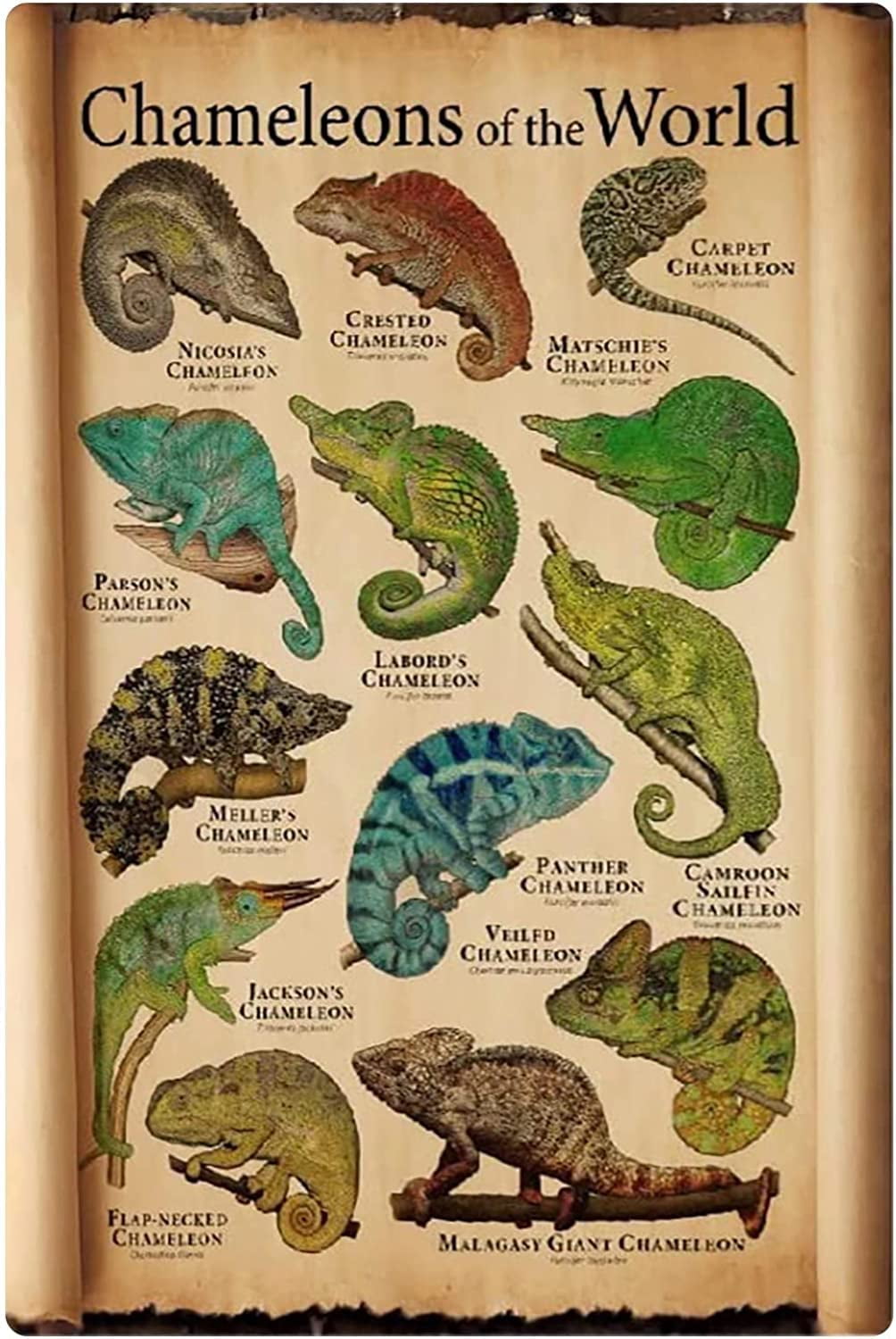 Chameleons Of The World Metal Signs Wall Decor Types Of Chameleon Retro ...