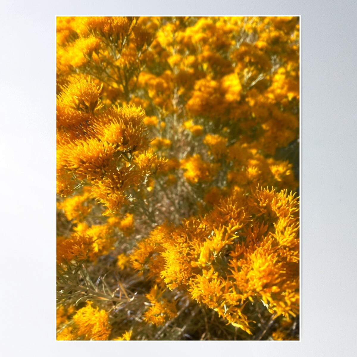 Chamisa Flowers Of Yellow Gold Orange Poster Wall Art, Modern Wall ...
