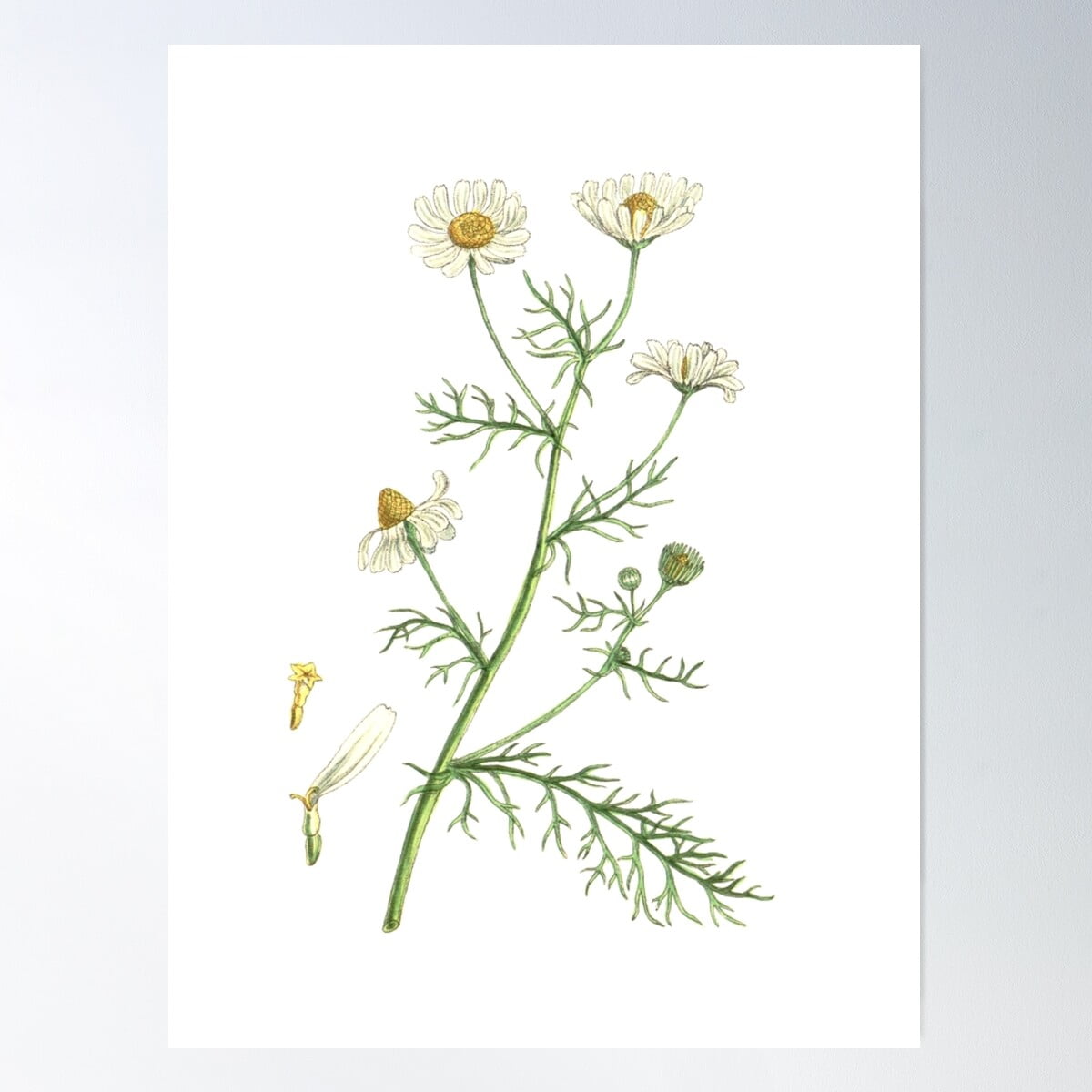 Chamomile, Chamaemelum Nobile - Culinary Botanical Illustration ...