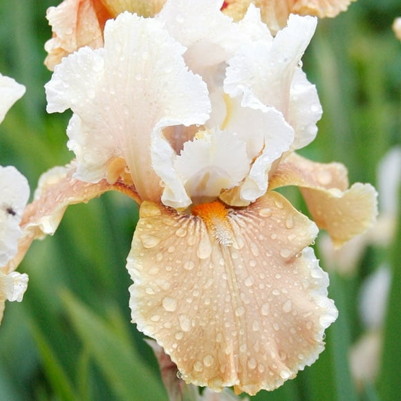 Iris Flower Bulbs