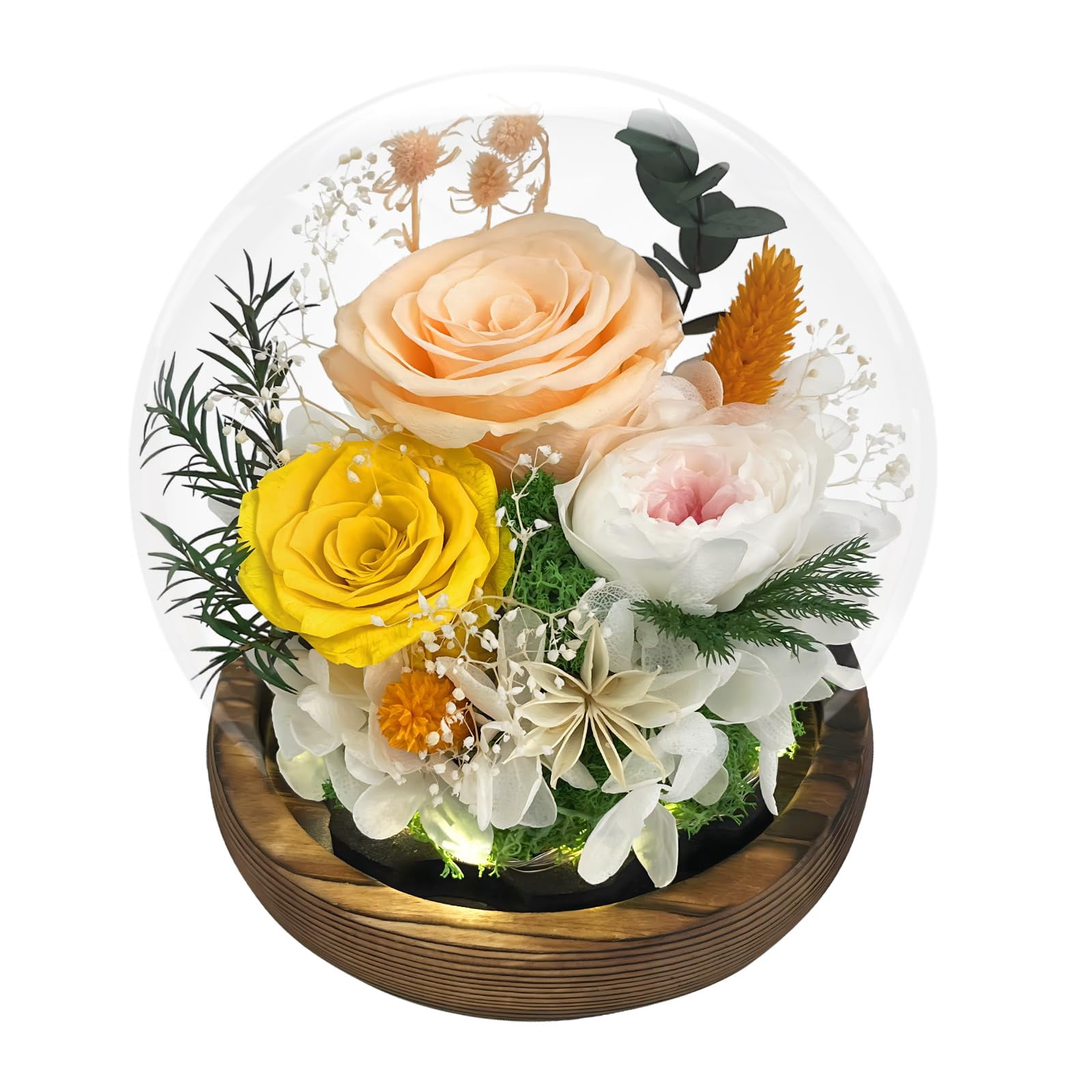 Champagne Preserved Eternal Roses in Glass Dome with LED Lights and ...