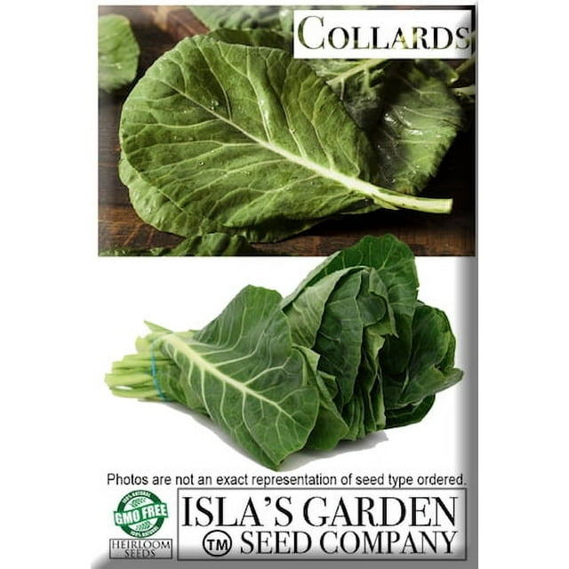 Champion Collard Greens Seeds, 1000 Heirloom Seeds Per Packet, (Isla's ...
