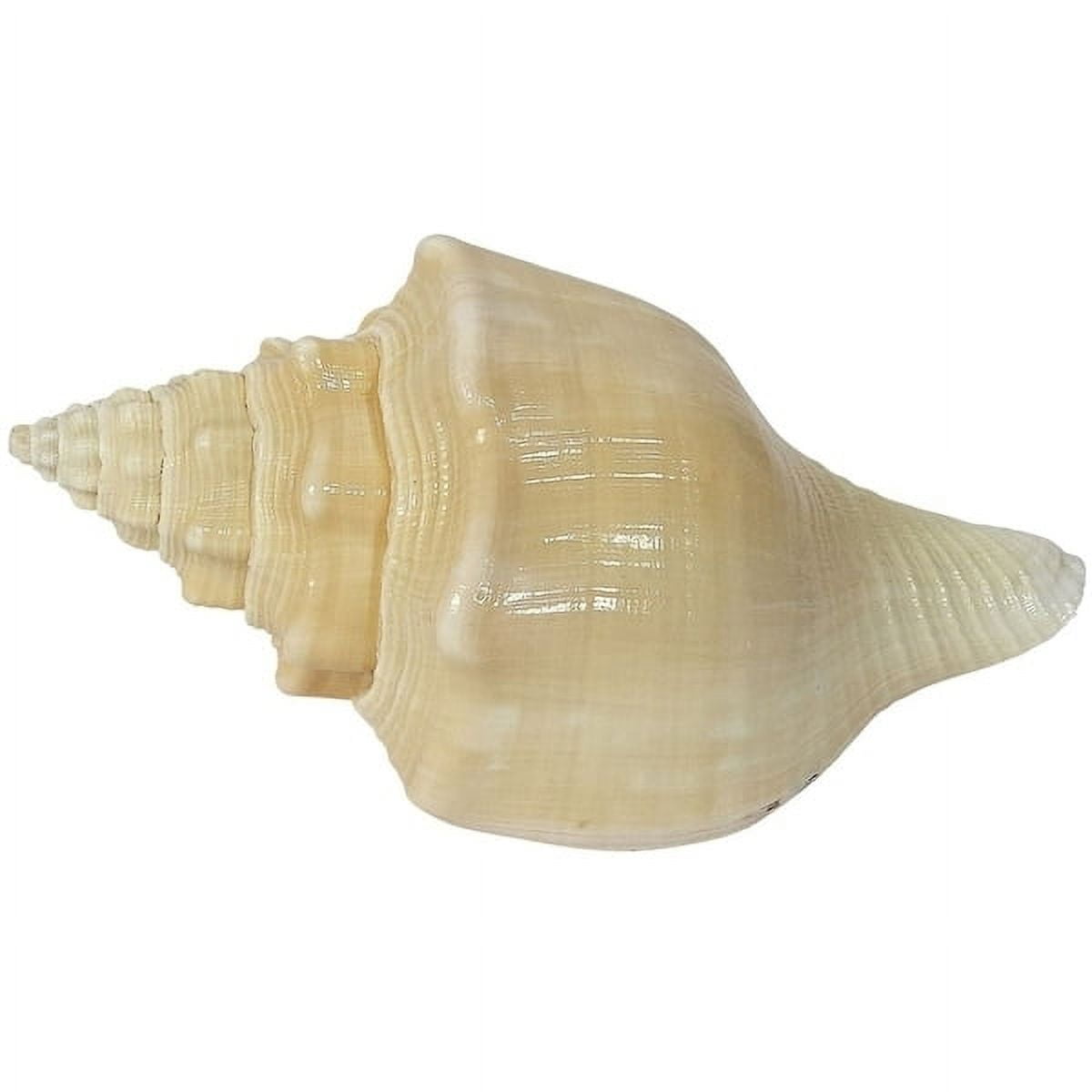 Chank Decorative Seashell Tabletop Centerpiece Nautical 7-8" - Walmart.com