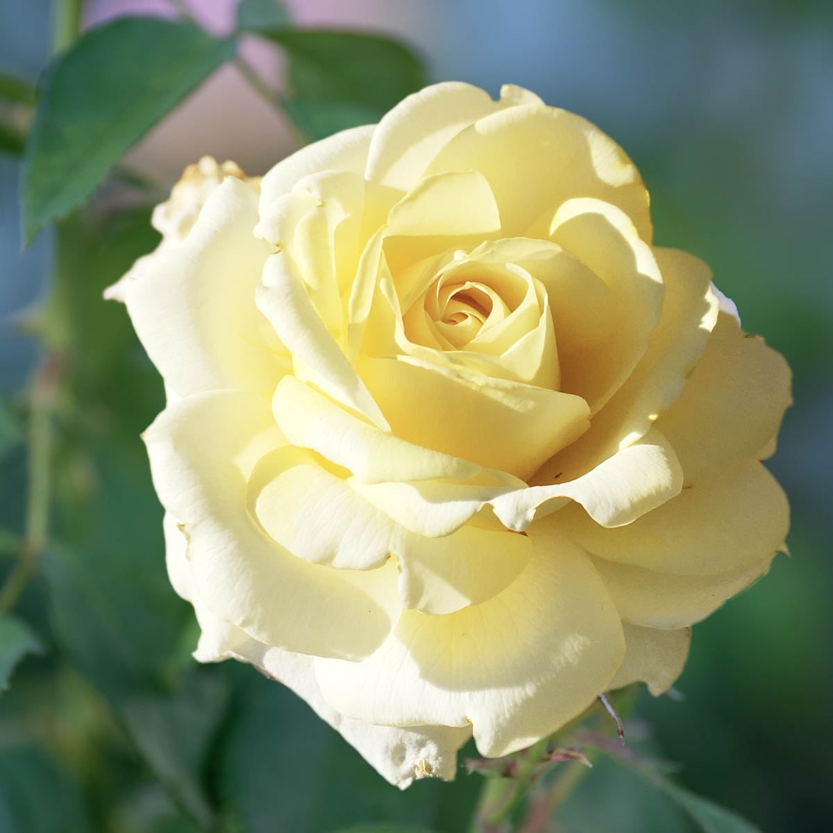 Chantilly Cream Hybrid Tea Rose Dormant Bare Root Plant (1-Pack ...