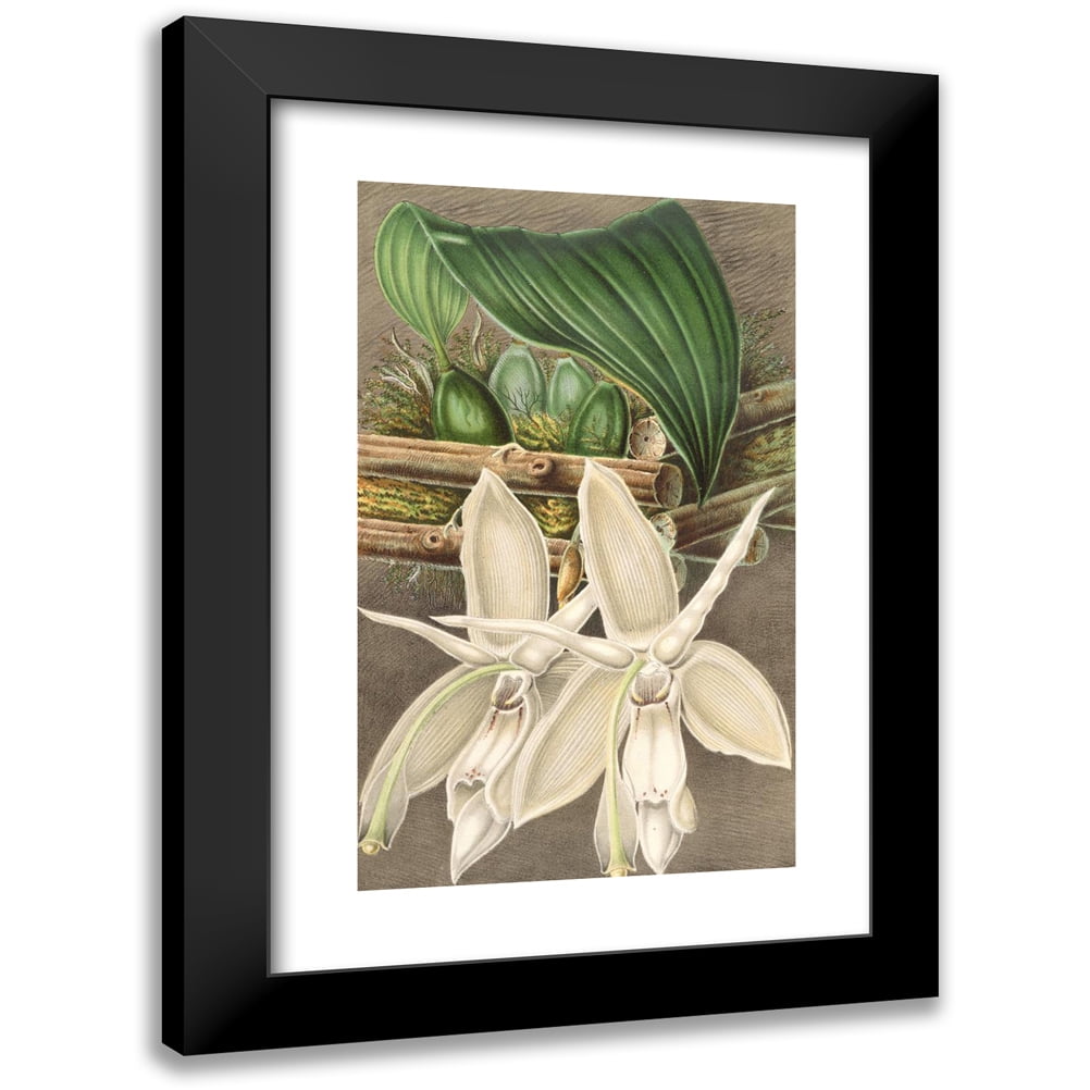 Charles Antoine Lemaire 10x14 Black Modern Framed Museum Art Print ...