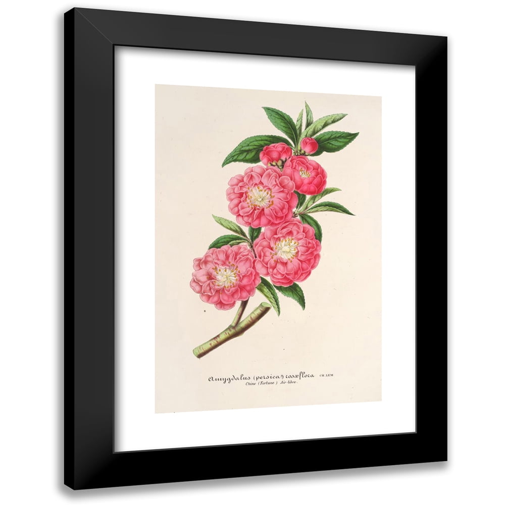 Charles Antoine Lemaire 11x14 Black Modern Framed Museum Art Print Titled - Amygdalus (Peaches ...