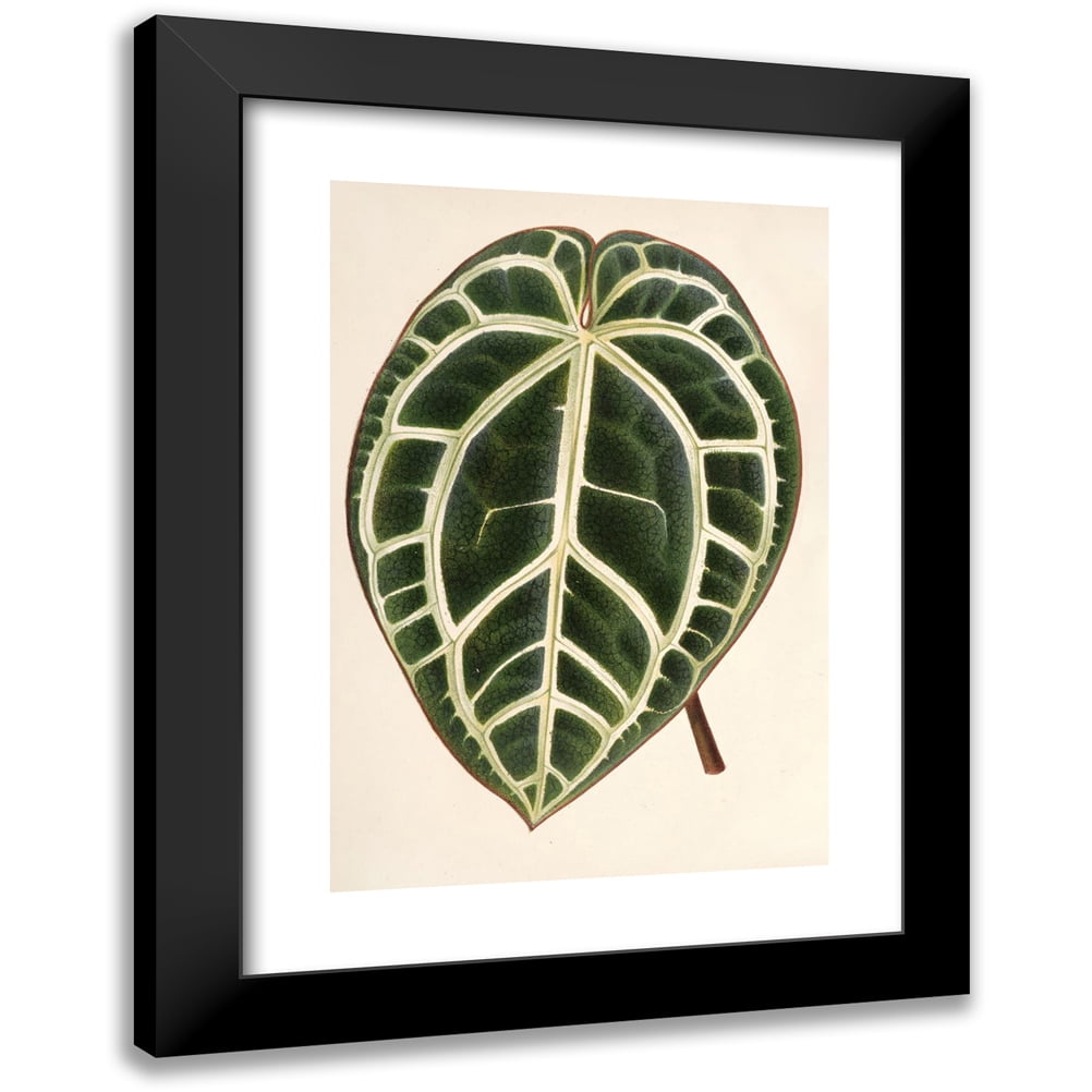 Charles Antoine Lemaire 11x14 Black Modern Framed Museum Art Print ...