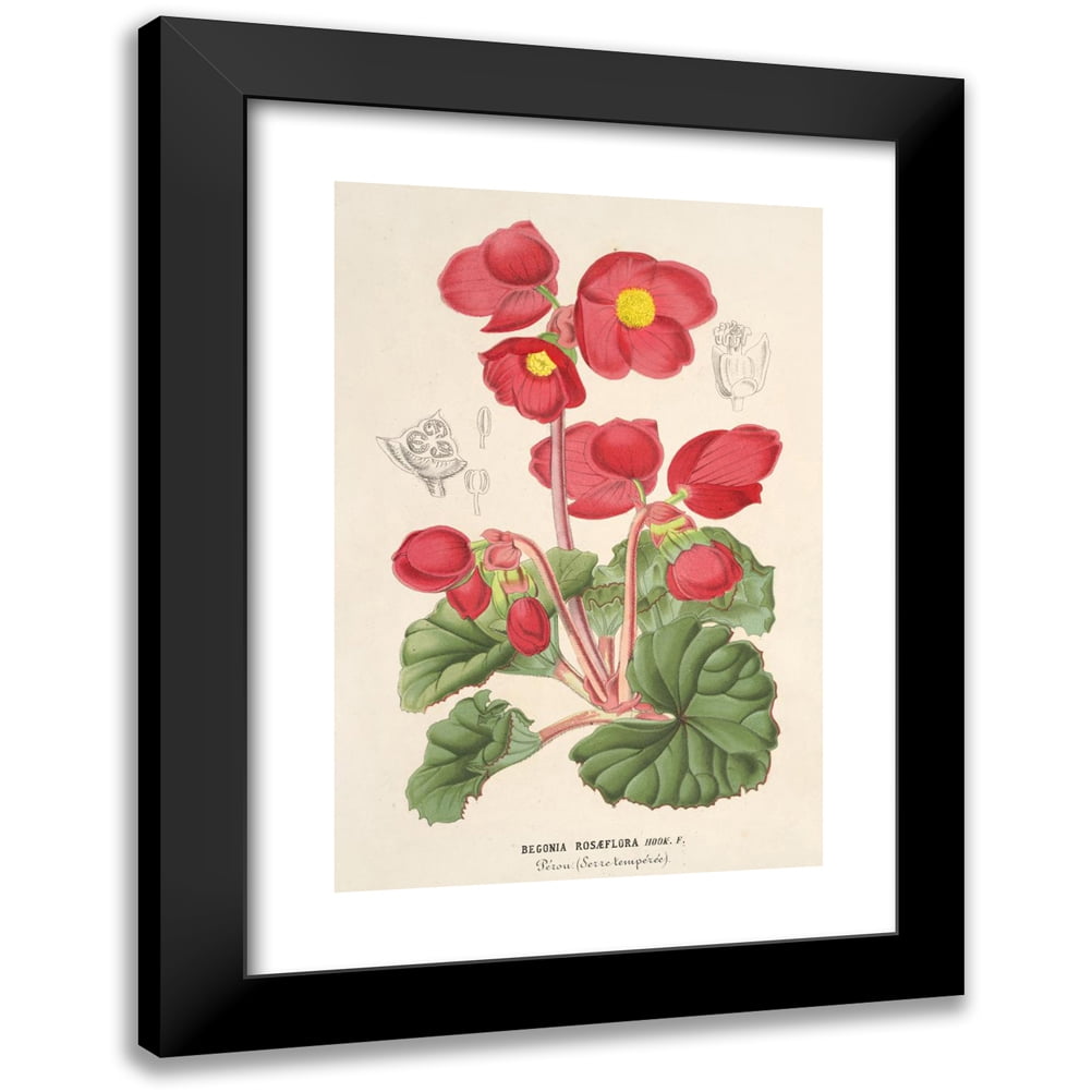 Charles Antoine Lemaire 11x14 Black Modern Framed Museum Art Print Titled - Begonia Rosaflora ...