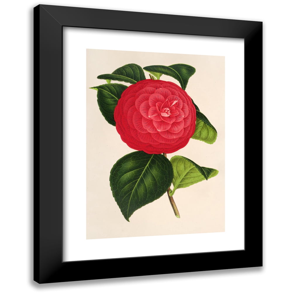 Charles Antoine Lemaire 11x14 Black Modern Framed Museum Art Print ...
