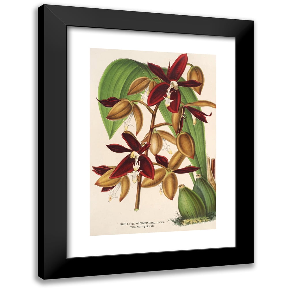 Charles Antoine Lemaire 11x14 Black Modern Framed Museum Art Print ...