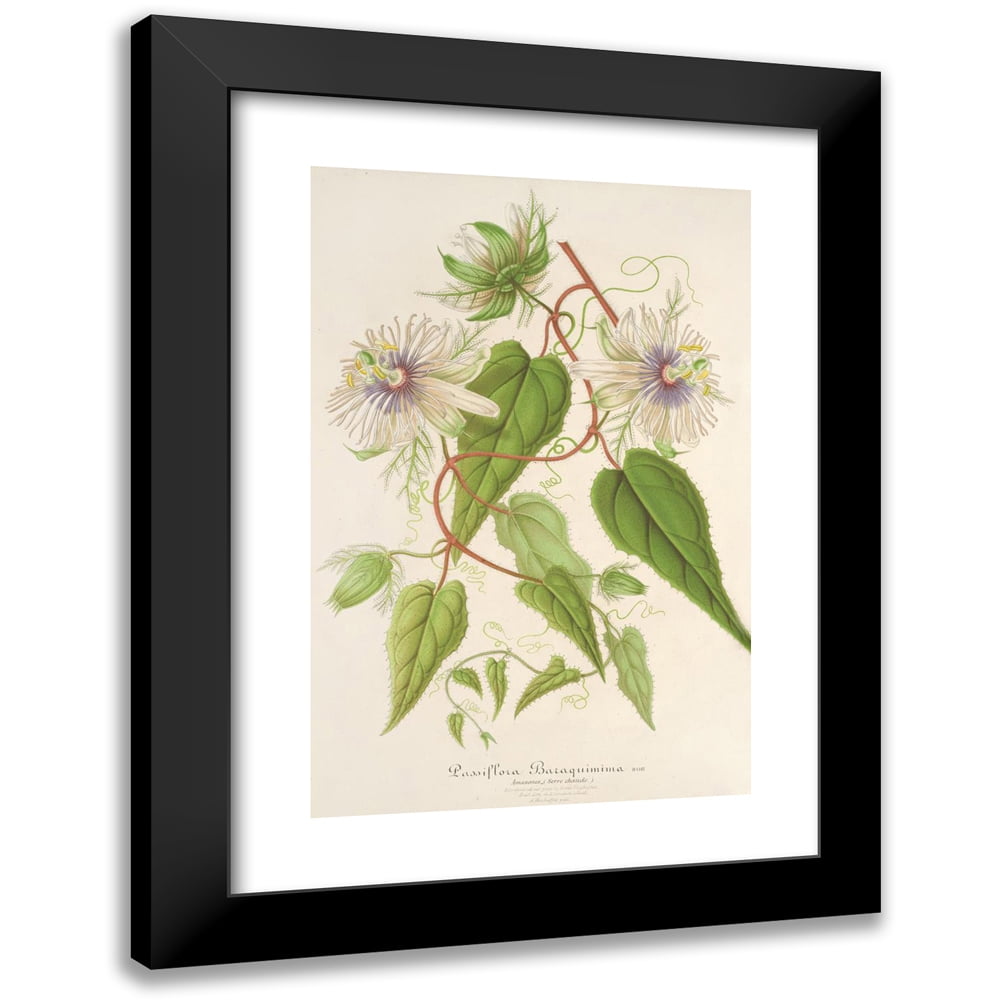 Charles Antoine Lemaire 11x14 Black Modern Framed Museum Art Print Titled - Passiflora ...