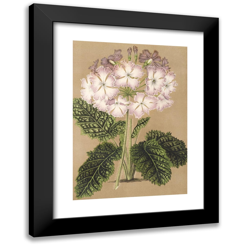 Charles Antoine Lemaire 14x18 Black Modern Framed Museum Art Print Titled - Primula Cortusoides ...