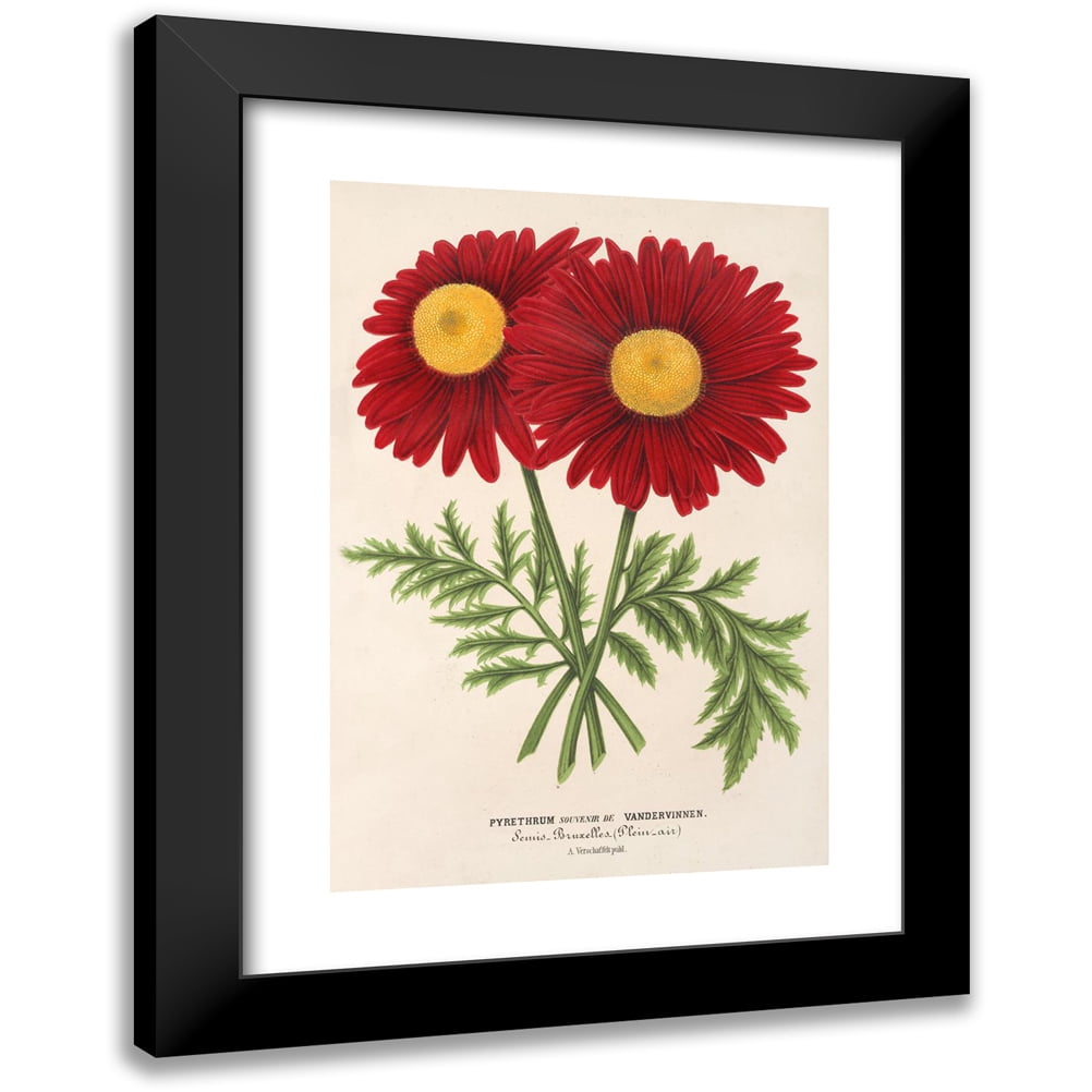 Charles Antoine Lemaire 14x18 Black Modern Framed Museum Art Print ...