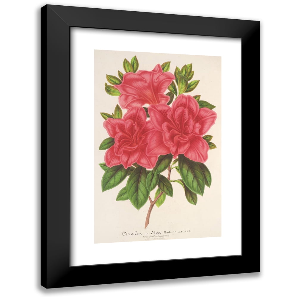 Charles Antoine Lemaire 17x24 Black Modern Framed Museum Art Print ...