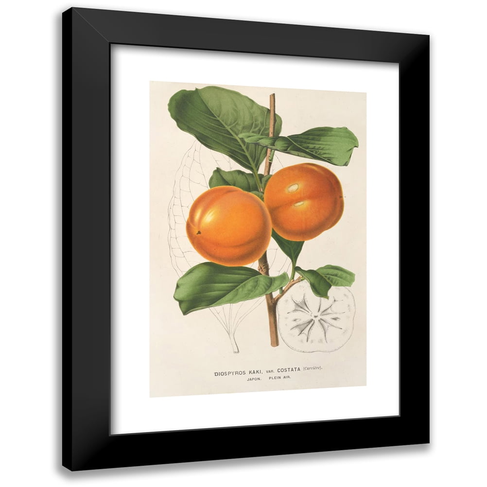 Charles Antoine Lemaire 17x24 Black Modern Framed Museum Art Print ...