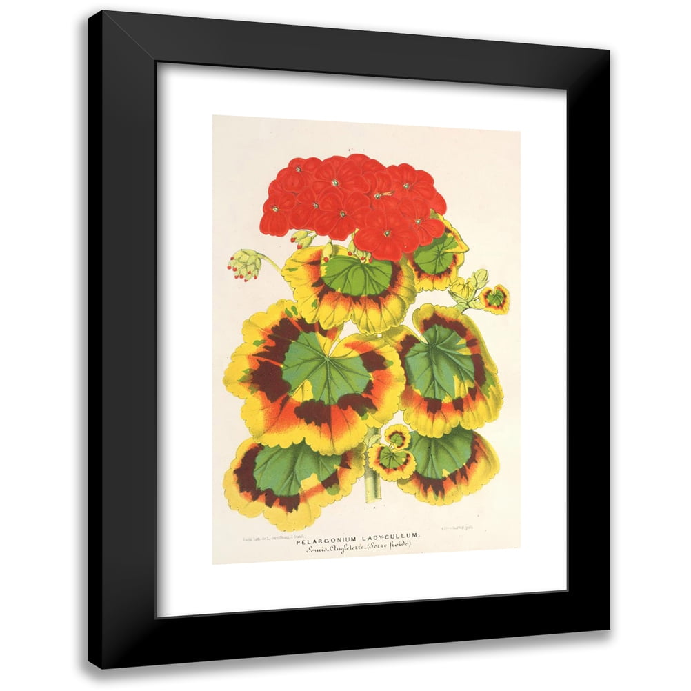 Charles Antoine Lemaire 17x24 Black Modern Framed Museum Art Print ...