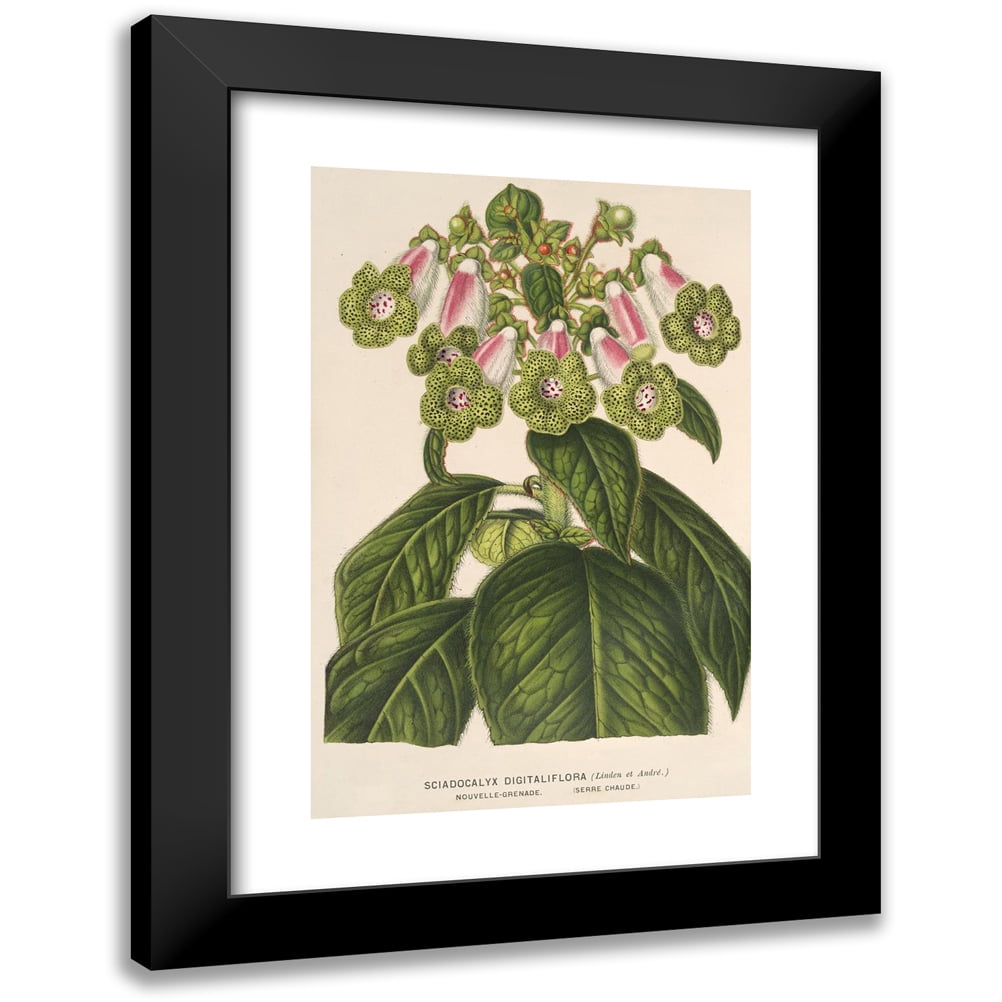 Charles Antoine Lemaire 17x24 Black Modern Framed Museum Art Print Titled - Sciadocalyx ...