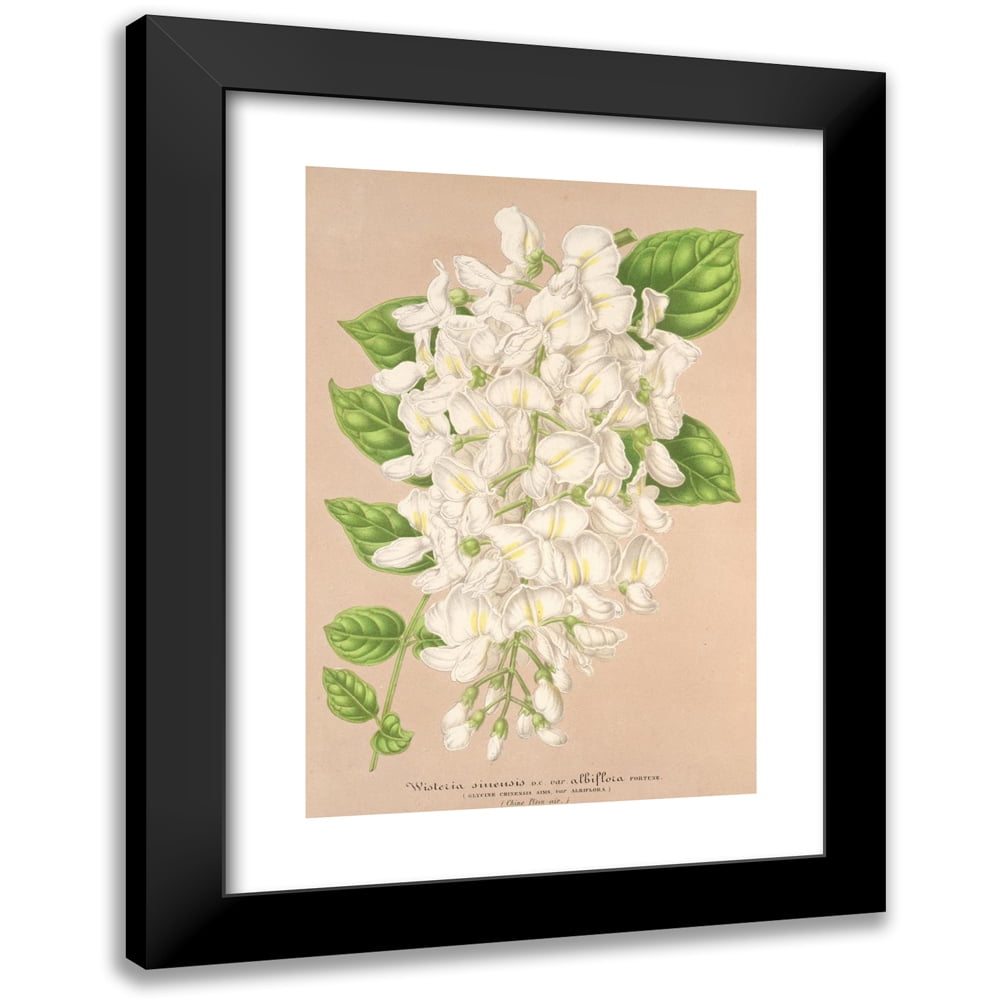 Charles Antoine Lemaire 17x24 Black Modern Framed Museum Art Print Titled - Wisteria Sinensis Dc ...
