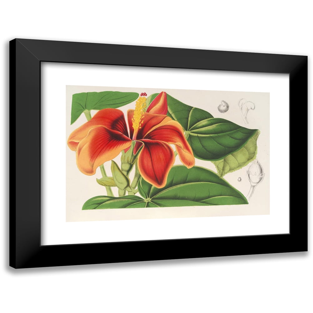 Charles Antoine Lemaire 24x17 Black Modern Framed Museum Art Print ...