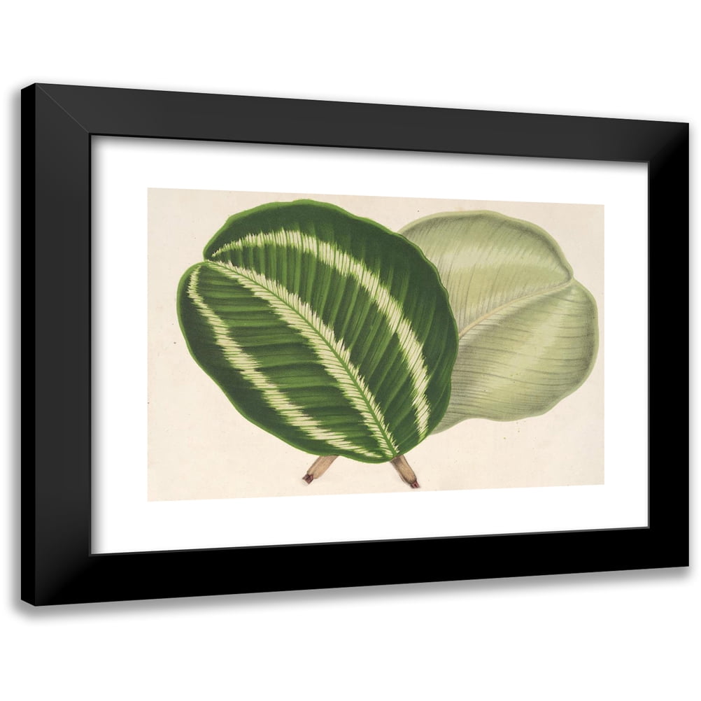 Charles Antoine Lemaire 24x18 Black Modern Framed Museum Art Print ...