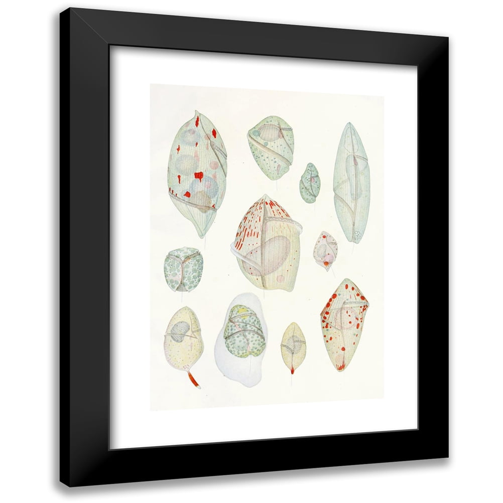 Charles Atwood Kofoid 11x14 Black Modern Framed Museum Art Print Titled ...