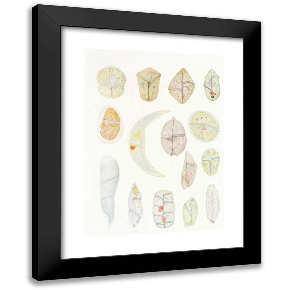 Charles Atwood Kofoid 14x18 Black Modern Framed Museum Art Print Titled ...