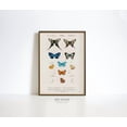 Charles DOrbigny Butterfly Chart Colorful Insect Unframed Paper Print ...