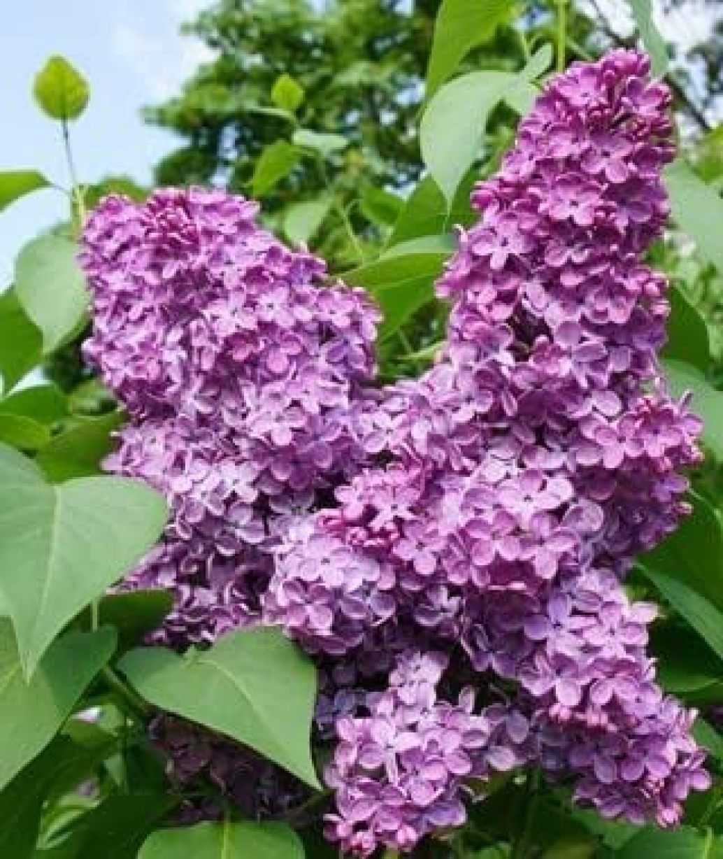Charles Joly French Lilac (1) - Walmart.com