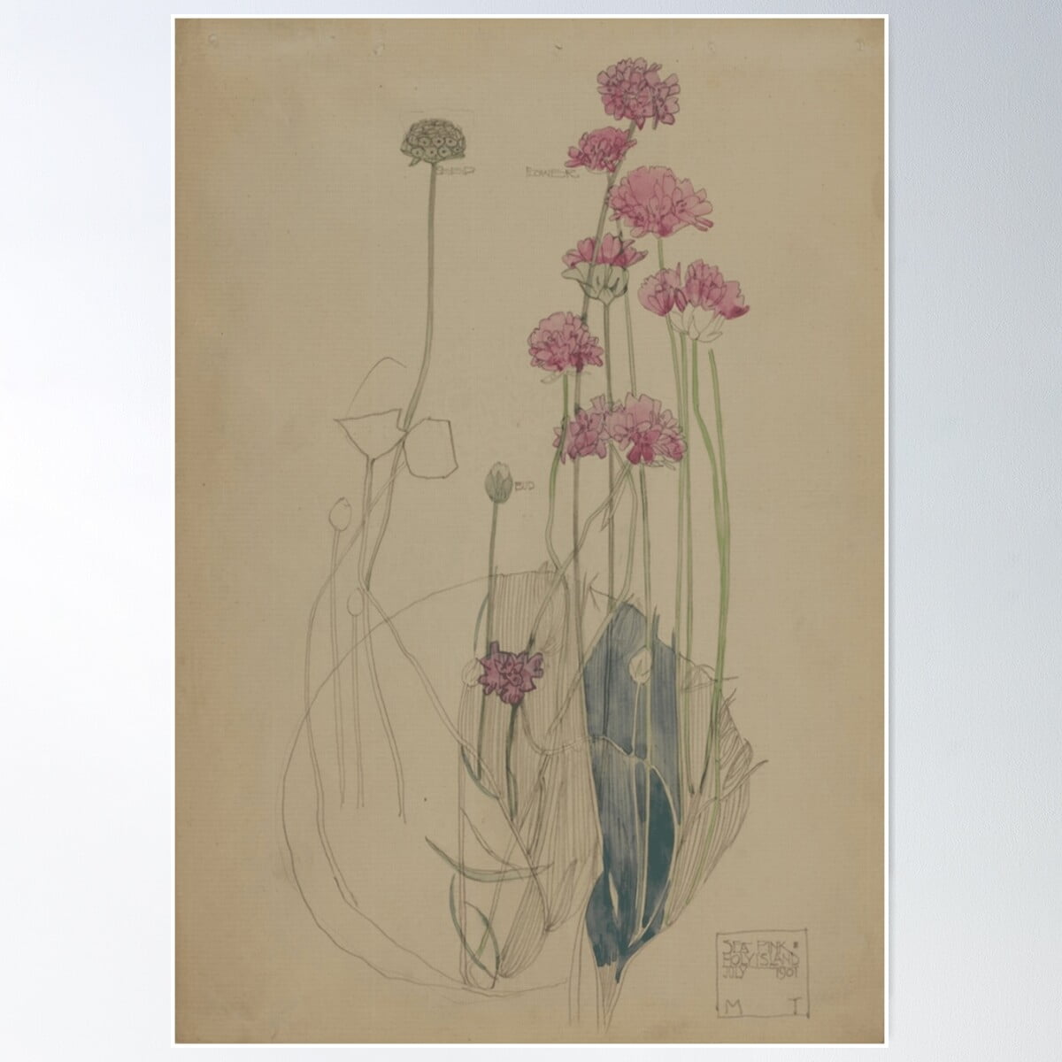Charles Rennie Mackintosh, Sea Pink, Flower, Art Nouveau, Watercolor ...