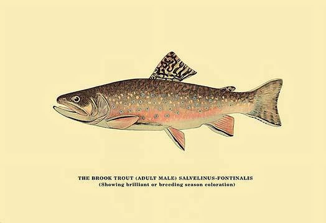 Charles Zibeon Southard penned a book about Trout fishing in America ...