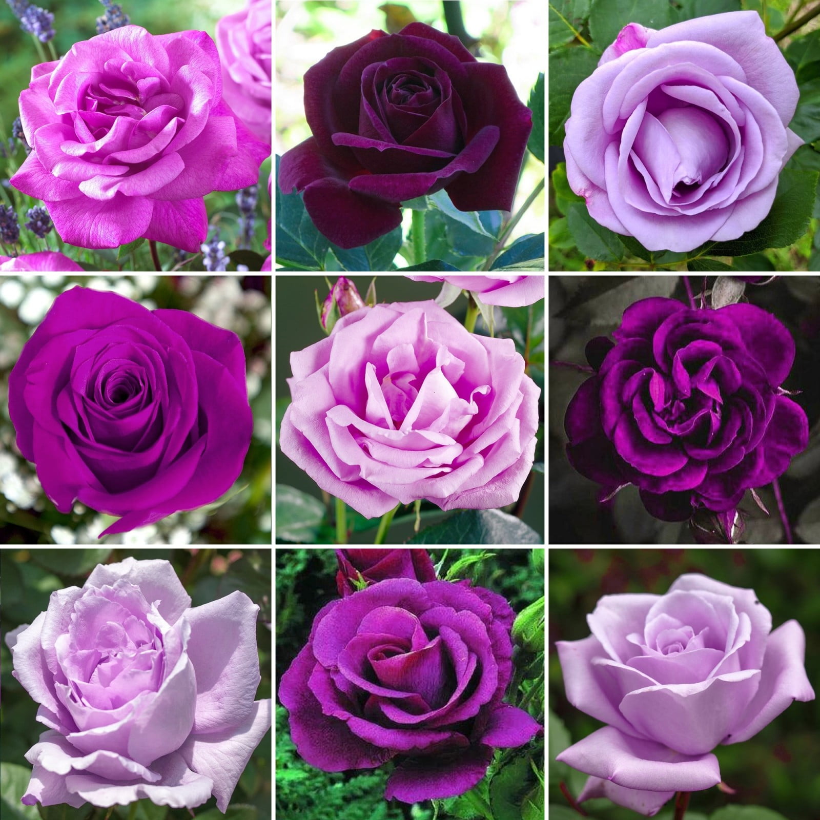 Charm Rose Roses Grow Fast-Rose Low Maintenance An Attractive Fragrance ...
