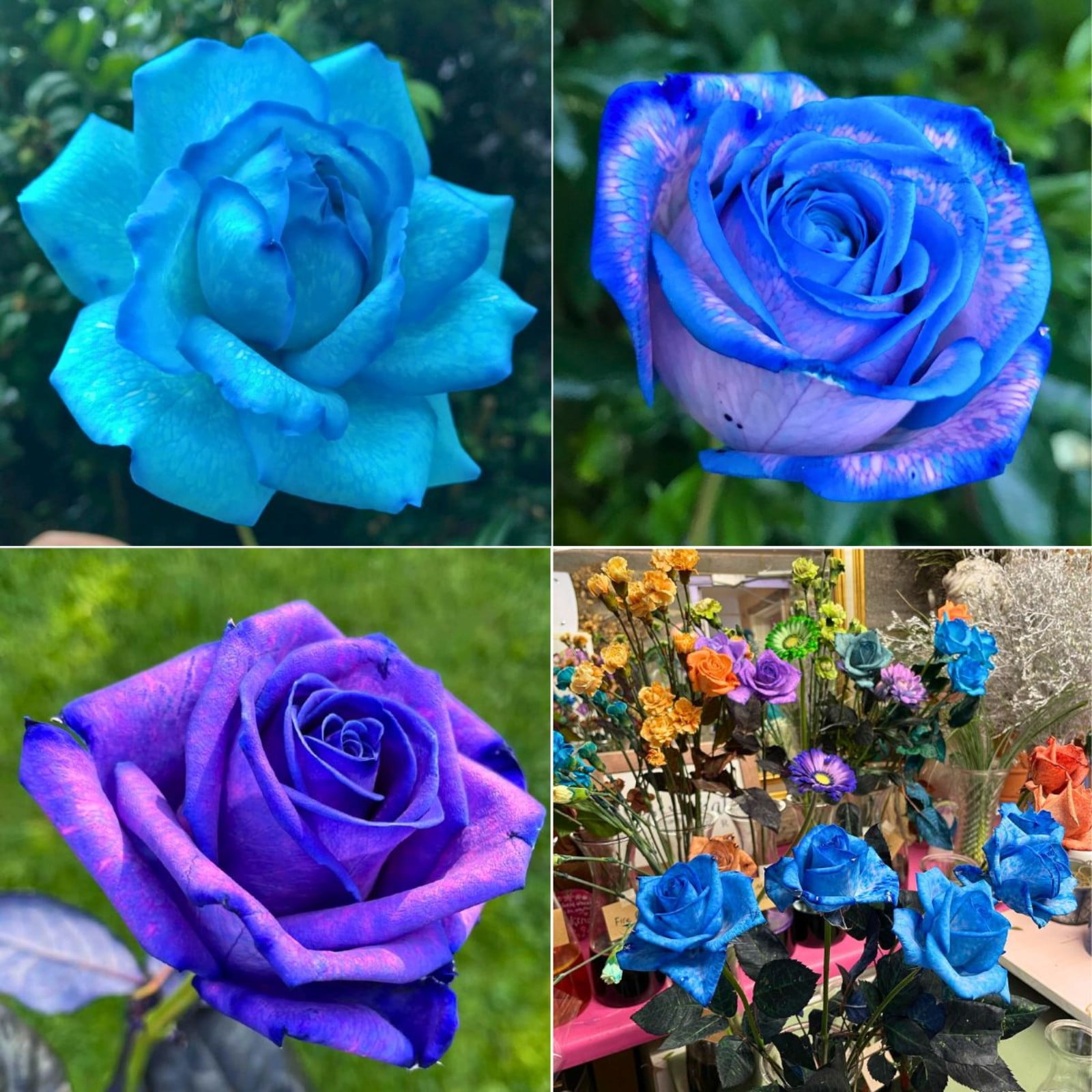 Charm Rose Roses Grow Fast-Rose Low Maintenance An Attractive Fragrance ...