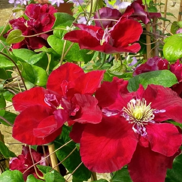 Clematis Plants in Perennials - Walmart.com