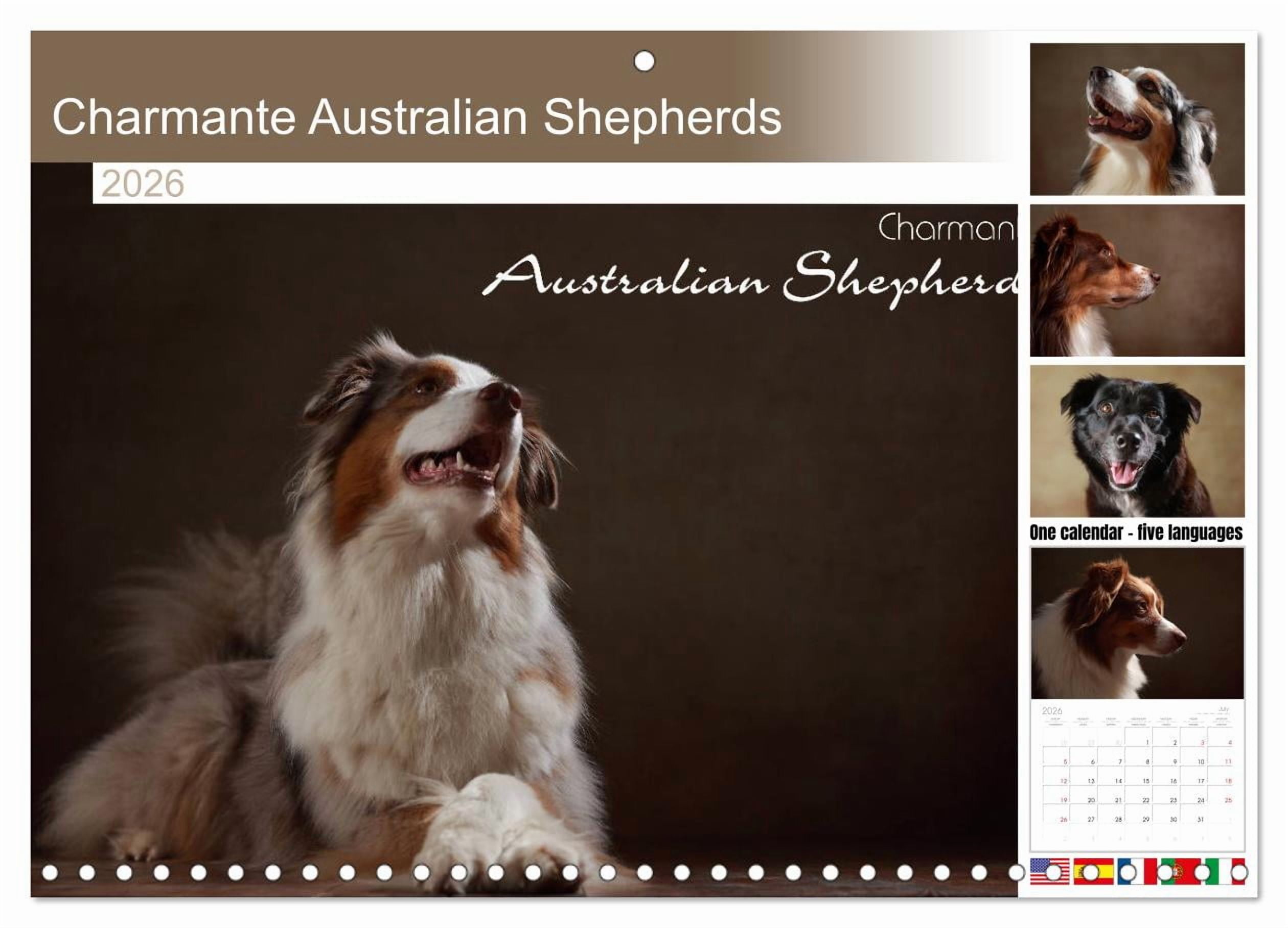 Charmante Australian Shepherds (Monthly Wall Calendar 2026 11.7 x 16.5 ...