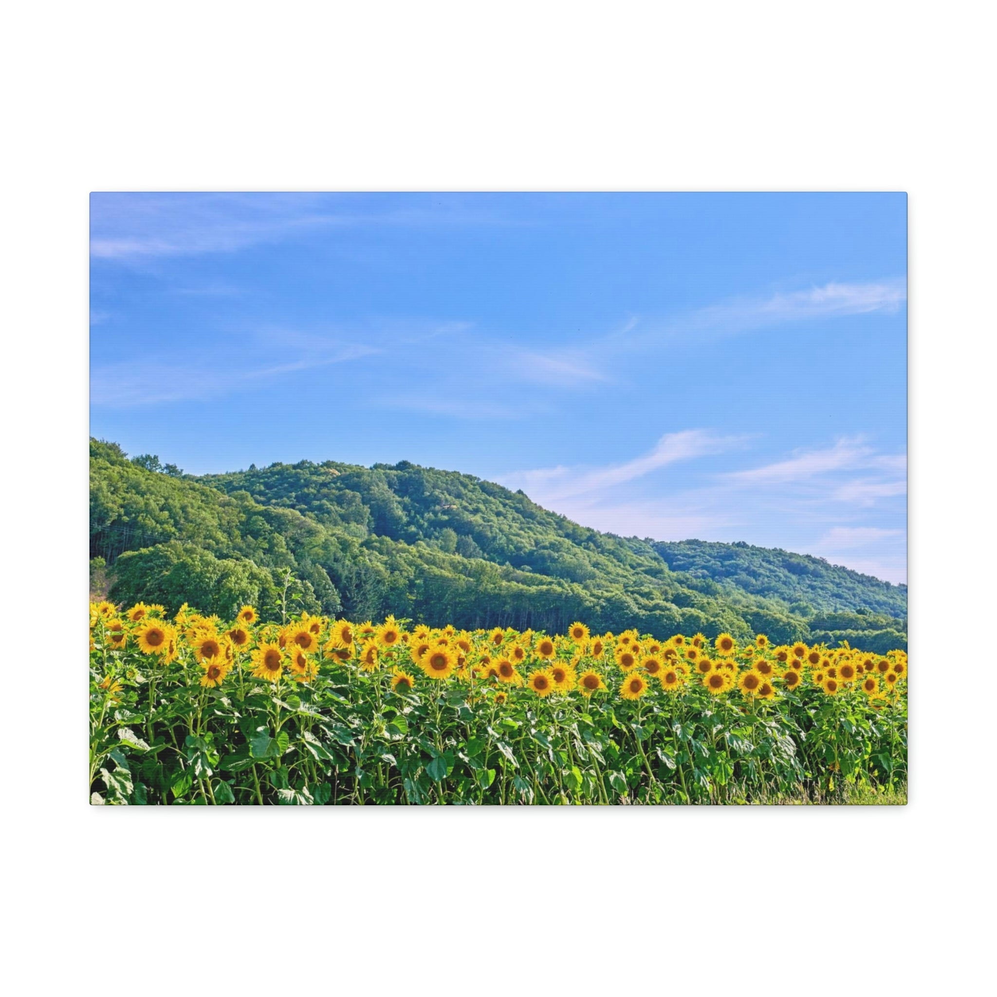 Charming Sunflower on the Field Scene Beautiful Lovely and Gorgeous ...