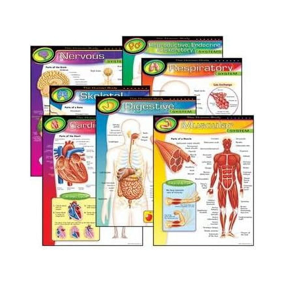 Chart Pk The Human Body 7/Pk 17X22 Learning Materials 5-8 Charts T ...