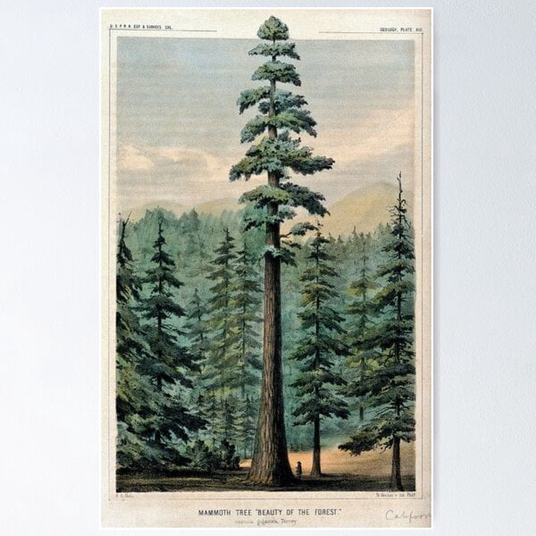 Charten Ancient Tree In Forest Landscape Poster, 8x12 UNFRAMED ...