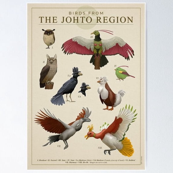 Charten Fantasy Region Bird Species Illustration Poster, 8x12 UNFRAMED ...