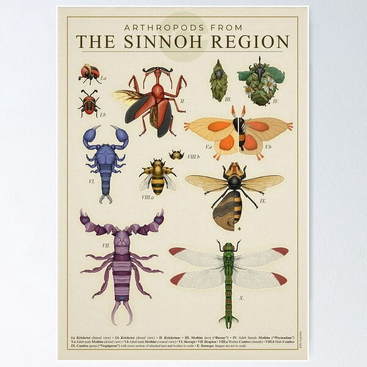 Charten Fictional Arthropod Creature Chart Poster, 12x18 UNFRAMED ...