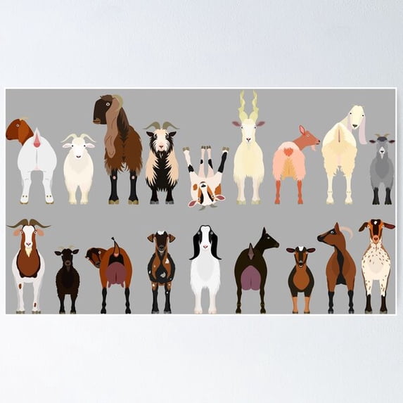 Charten Goat Breeds Educational Chart Poster, 8x12 UNFRAMED - Walmart.com