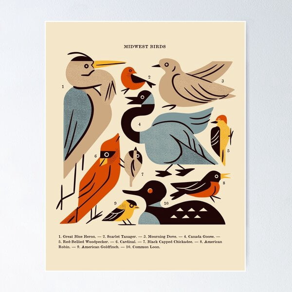 Charten Midwest Birds Identification Guide Poster, 16x24 UNFRAMED ...
