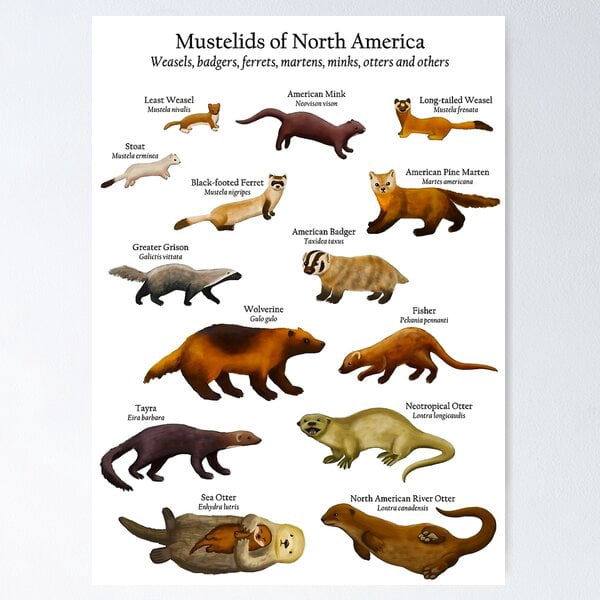 Charten North American Mustelids Wildlife Chart Poster, 16x24 UNFRAMED ...